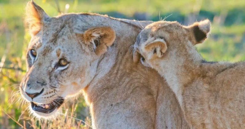 Entrance Fee for Maasai Mara National Park 2024/2025 - Business this day